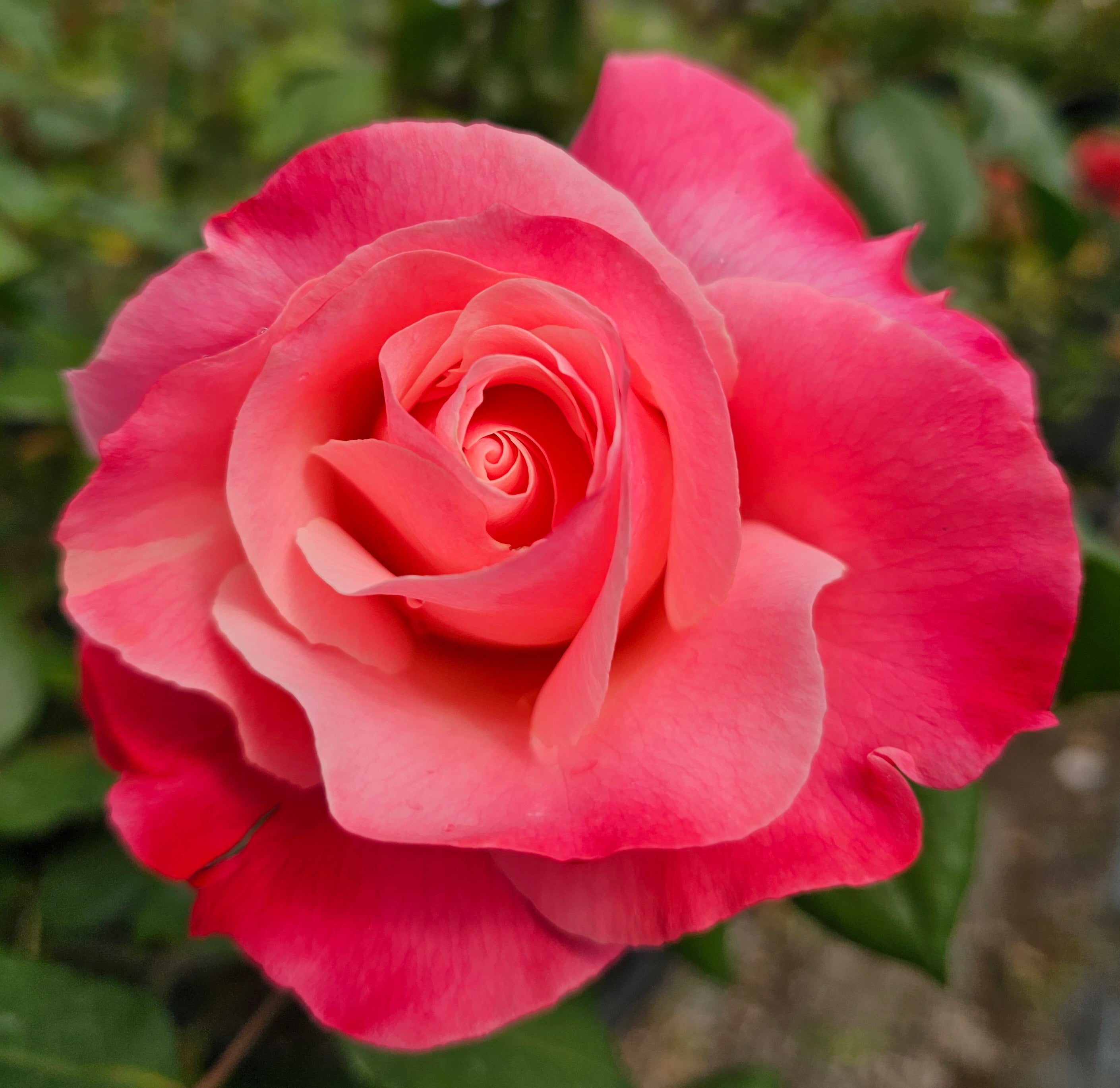 Color Magic - 2 Quart Rose Bush Live Plant – Ma Cherie Roses