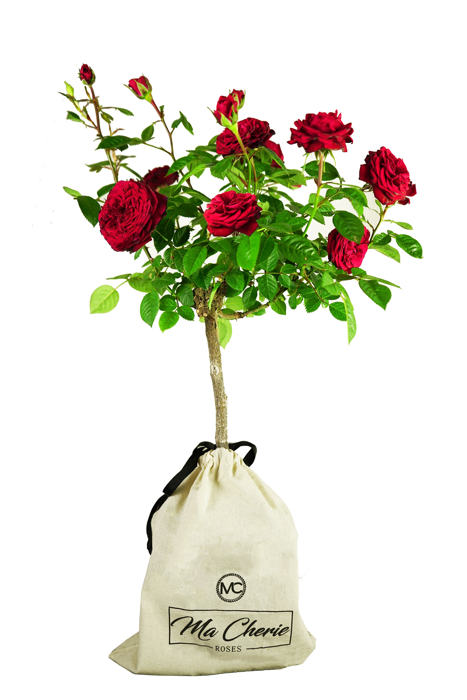 Ma Cherie Roses Inc