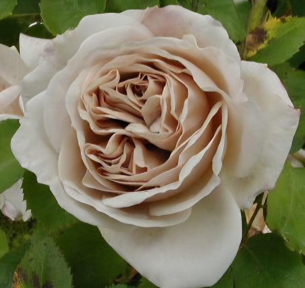 Ash Wednesday - 2 Quart Potted Rose Bush Live Plant – Ma Cherie Roses