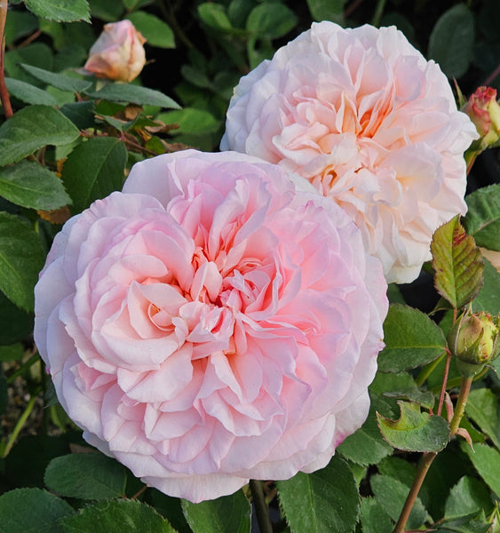 Gruss An Aachen - 2 Quart Live Plant – Ma Cherie Roses