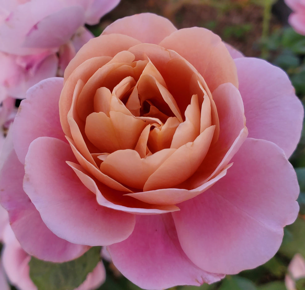 Distant Drums - 2 Quart Rose Potted Live Plant – Ma Cherie Roses