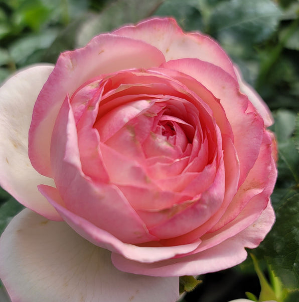 Eden Rose Climber - 2 Quart Rose Live Plant – Ma Cherie Roses